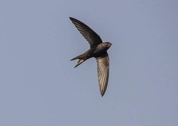 7 Birds That Look Like Bats: You Won't Believe Your Eyes!