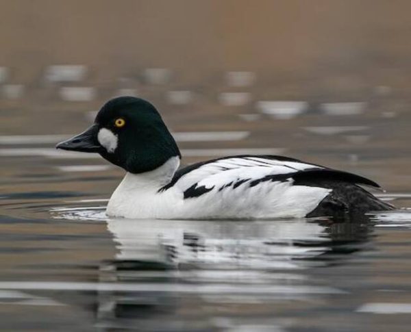 Quack or Not? Discover 18 Birds That Look Like Ducks
