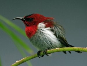 18 Birds That Look Like Kingfishers: Meet The Lookalikes!