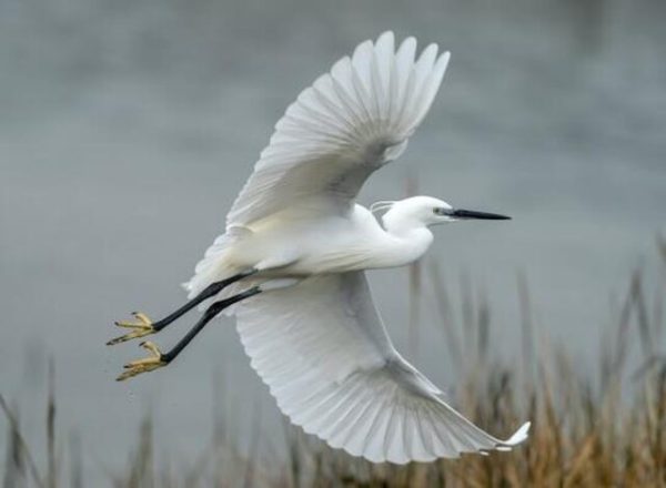 29 Birds That Look Like Seagulls: Meet The Lookalikes!