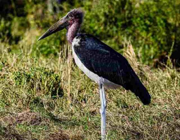 Discovering 21 Birds with Remarkable Big Beaks!
