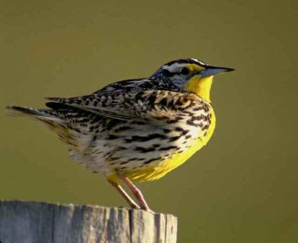 Western Meadowlark Bird Facts: Discover The Beauty Now!