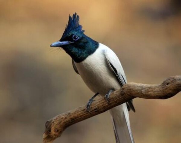 18 Birds That Look Like Kingfishers: Meet The Lookalikes!