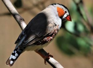 21 Remarkable Birds with Red Eyes: See Nature's Marvels!