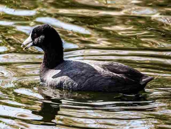 Quack or Not? Discover 18 Birds That Look Like Ducks