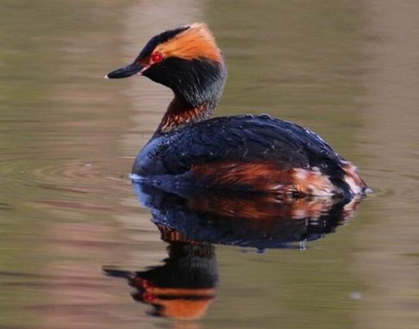 Quack or Not? Discover 18 Birds That Look Like Ducks