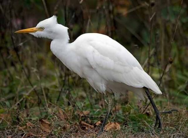 24 Stunning Birds with White Feathers: Pure and Pristine!