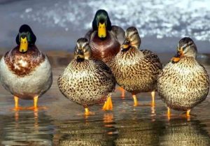 Quack or Not? Discover 18 Birds That Look Like Ducks