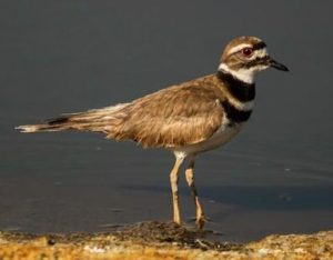 21 Remarkable Birds with Red Eyes: See Nature's Marvels!