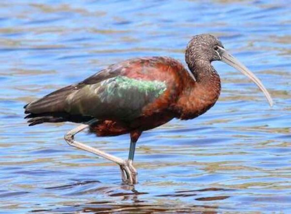 Discovering 21 Birds with Remarkable Big Beaks!