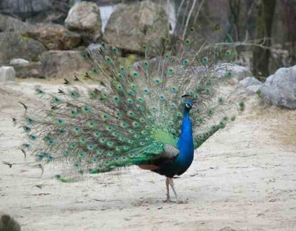 The Anatomy of Peacocks: Understanding Their Features!