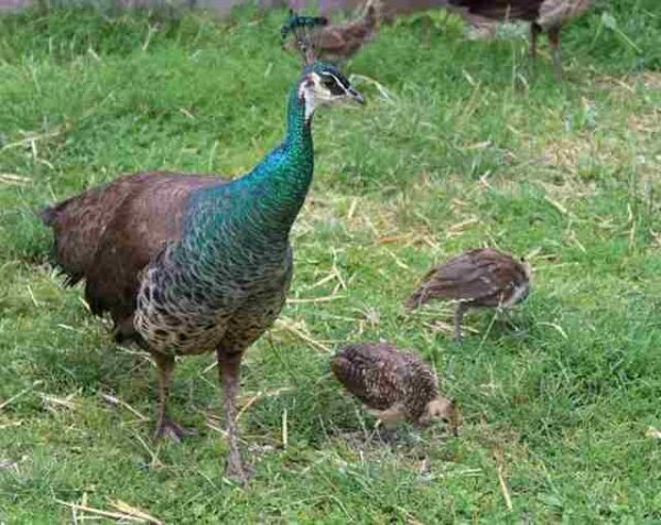 The Anatomy of Peacocks: Understanding Their Features!