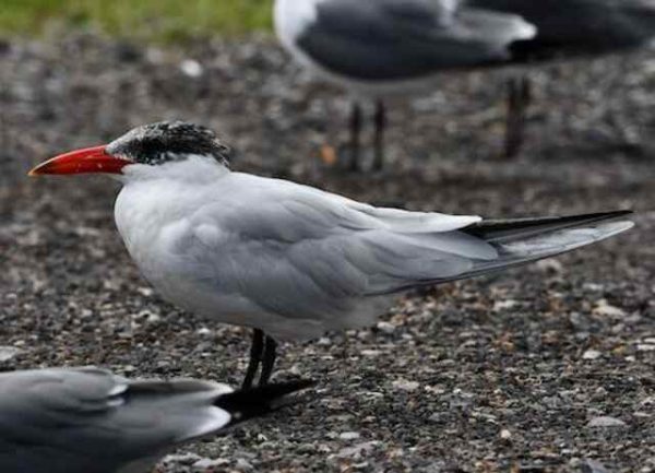 18 Stunning Birds with Red Beaks: A Colorful Guide!