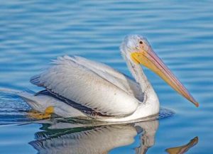 Discovering 21 Birds with Remarkable Big Beaks!
