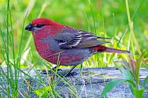 17 Birds That Look Like Cardinals (The Ultimate Guide!)
