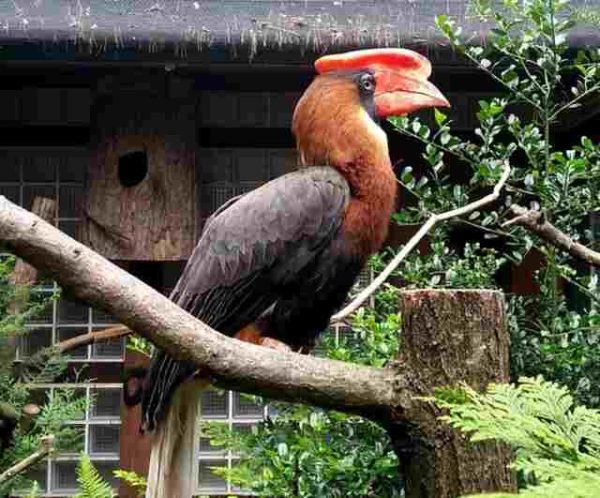 Discovering 21 Birds with Remarkable Big Beaks!