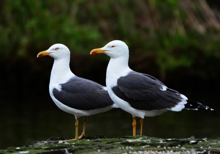 29 Birds That Look Like Seagulls: Meet The Lookalikes!