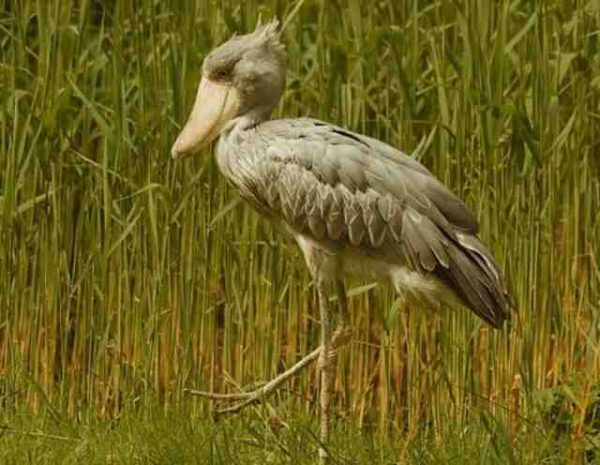 7 Fascinating Birds with Flat Beaks: An Illustrated Guide