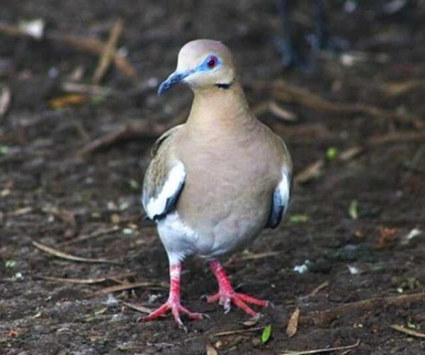 21 Remarkable Birds with Red Eyes: See Nature's Marvels!