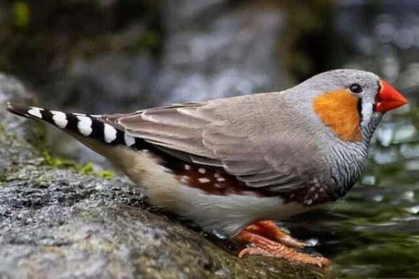 18 Stunning Birds with Red Beaks: A Colorful Guide!