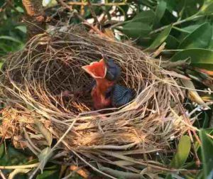 The Michigan State Bird: The Beautiful American Robin!