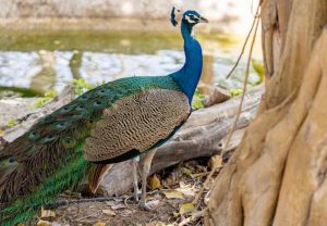 Where Do Peacocks Live: A Look at Their Distribution!