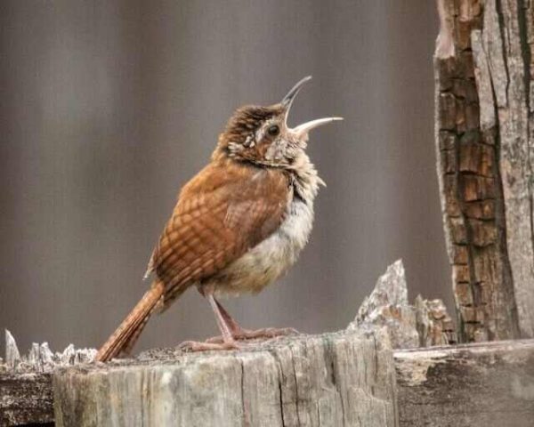 Do Birds Communicate With Each Other? Cracking the Code!