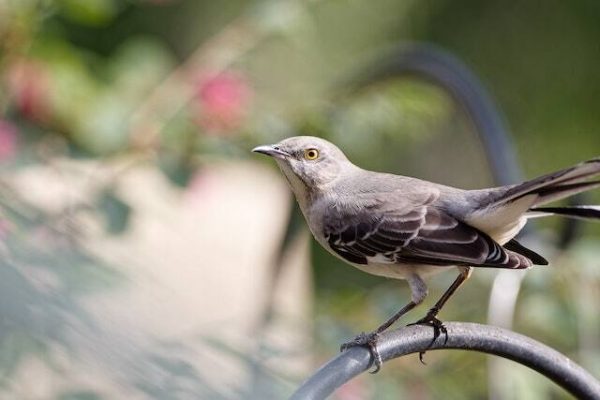 Florida State Bird Guide: Why the Mockingbird Was Chosen