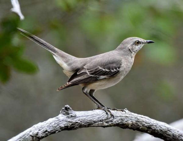 Florida State Bird Guide: Why the Mockingbird Was Chosen