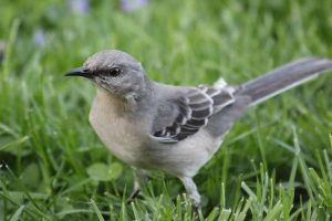 Florida State Bird Guide: Why the Mockingbird Was Chosen