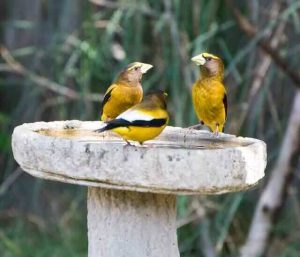 Do Birds Crossbreed? Everything You Need To Know!