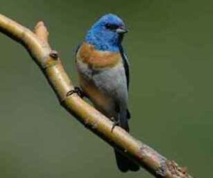 30 Mesmerizing Blue Colored Birds: A Visual Feast!
