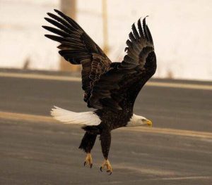 Bird Claws & Talons: Functions, Adaptations, and Uses!