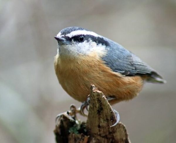 Discovering 8 Blue Birds with Striking Orange Chests!