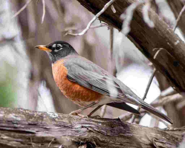 The Michigan State Bird: The Beautiful American Robin!