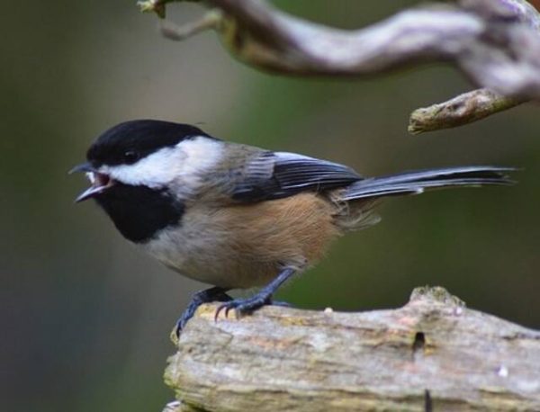Why Do Birds Sneeze? Discover the Causes and Solutions!