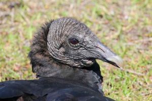 Types of Vultures in Texas: A Guide to Local Species!