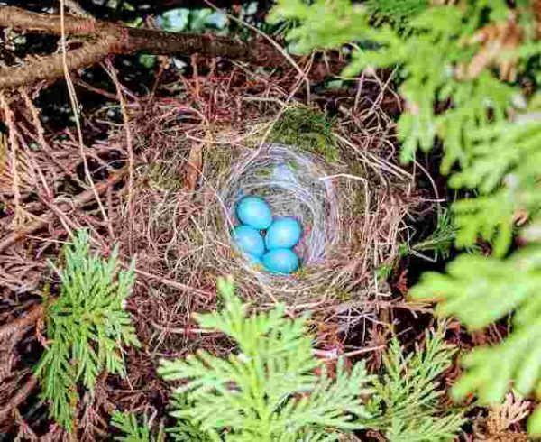 How Do Blue Eggs Get Their Color? Cracking the Code!