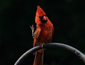 Where Are Cardinals Found? The Best Areas To Find Them!