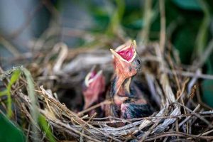 Cardinal Eggs 101: How To Identify Cardinal Eggs