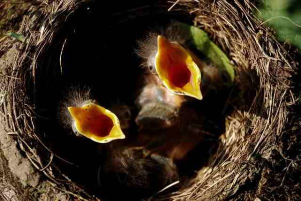 How Do Birds Feed Their Young: The Cycle of Life!