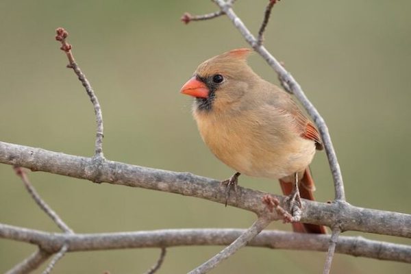 Meet the Illinois State Bird: The Northern Cardinal!