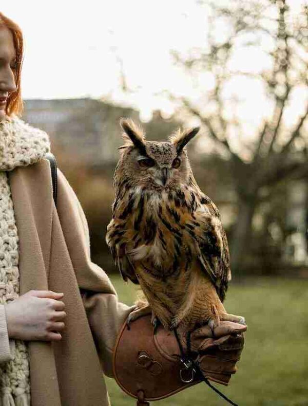 Owning an Owl: Can They Really Be Pets?