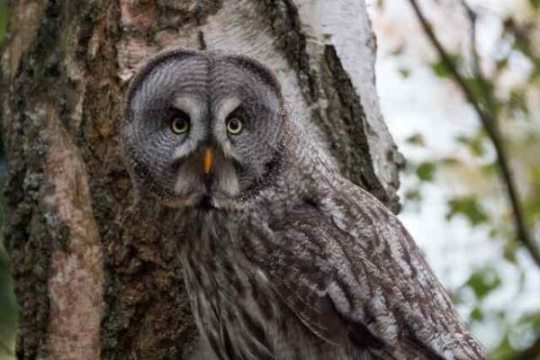 When Do Owls Mate? A Complete Guide to Owl Reproduction!