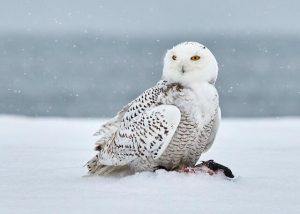 How Owls Hunt with Precision: Owl Hunting 101