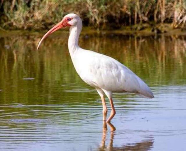 7 Fascinating Birds with Flat Beaks: An Illustrated Guide