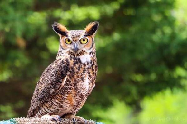 Can Owls Move Their Eyes: The Science Behind Their Vision