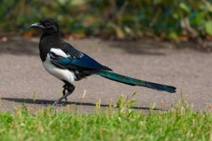 A Comprehensive Look at the Bird Tail