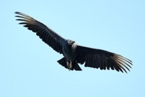 Types of Vultures in Texas: A Guide to Local Species!