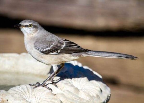 Tennessee State Bird: The Enigmatic Northern Mockingbird!